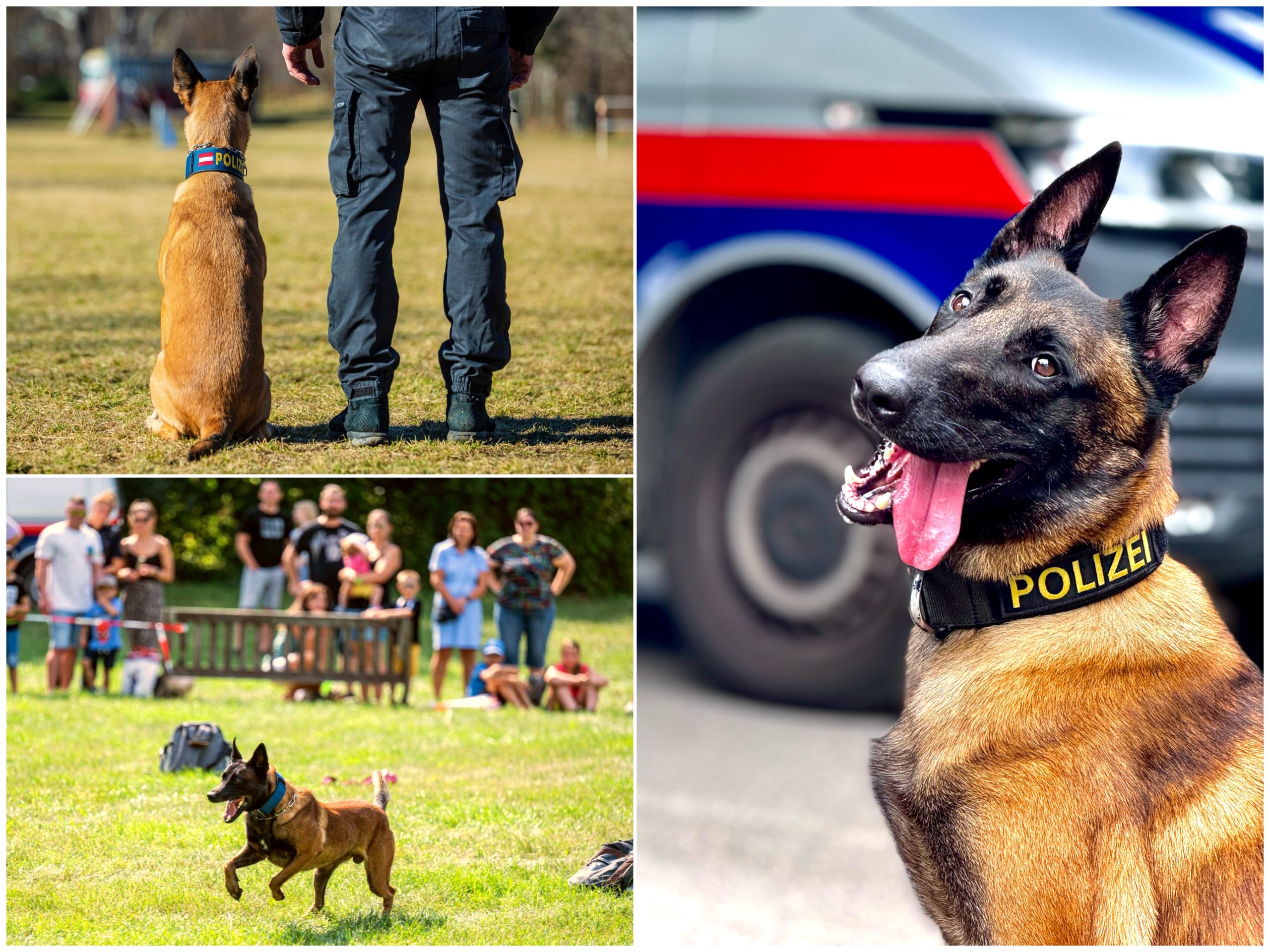 Polizeihunde hautnah erleben beim Ferienspiel mit der Wiener Polizei