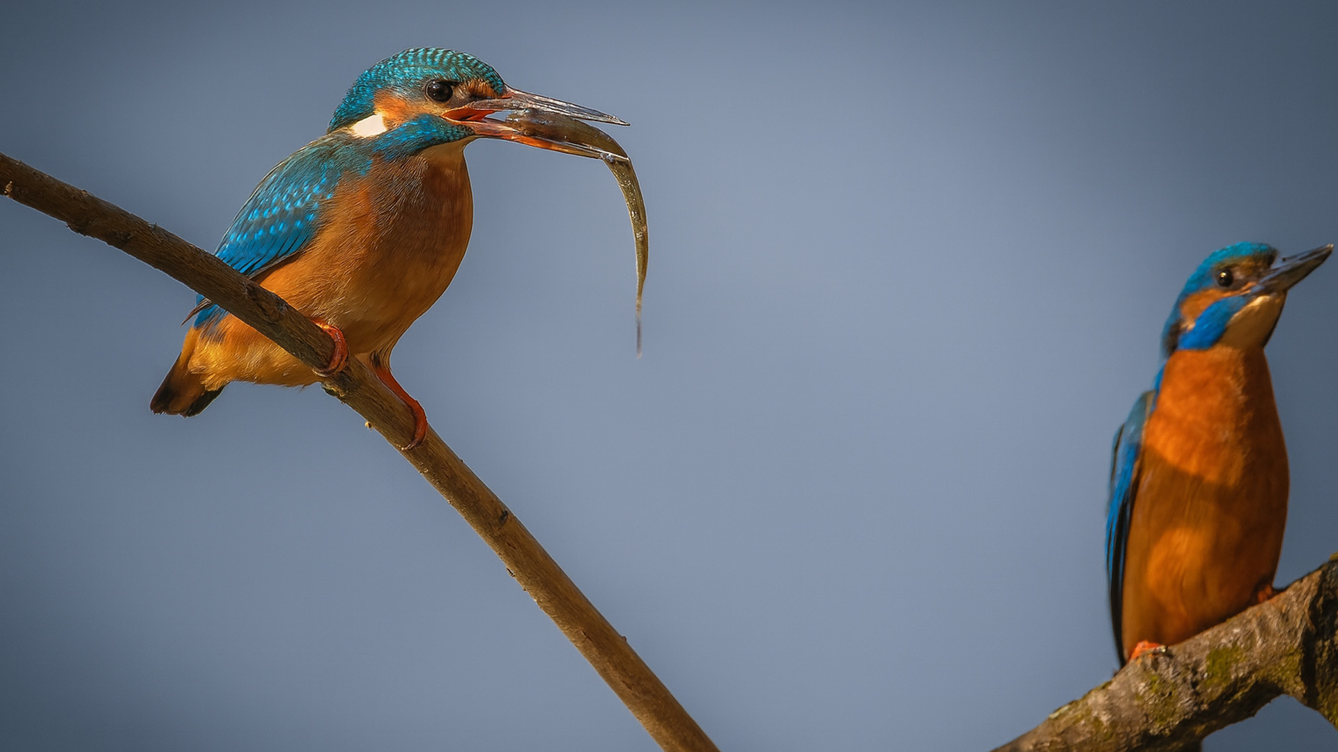 Acasalamento de aves – Guarda-rios-comum (Alcedo atthis)