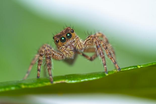 Jumping spiders are invading homes across the UK - here's how to keep ...