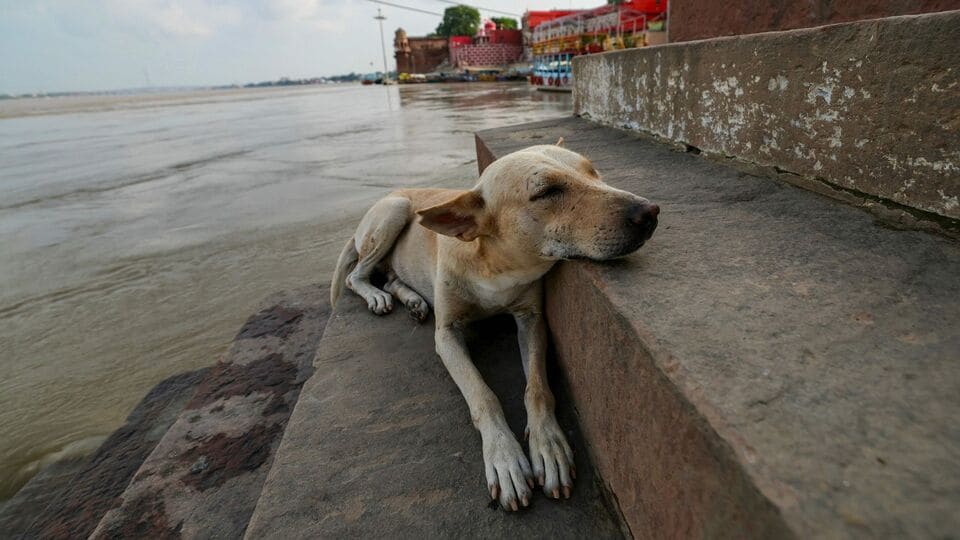 Stray dogs row SC hearing LIVE Updates: Supreme Court to deliver order ...