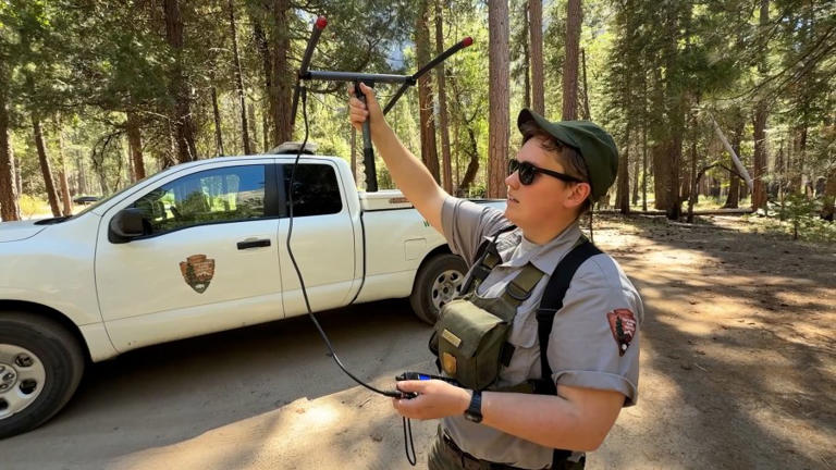 How Yosemite bear chasers keep the animals wild