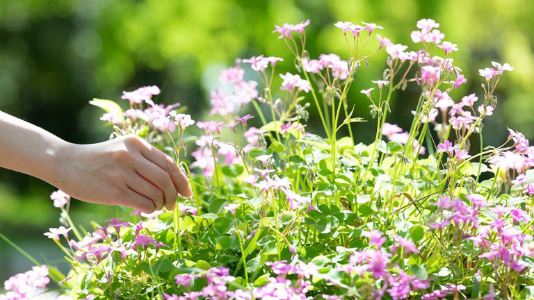 It may be very tempting, but is it ever ok to pick flowers from someone ...