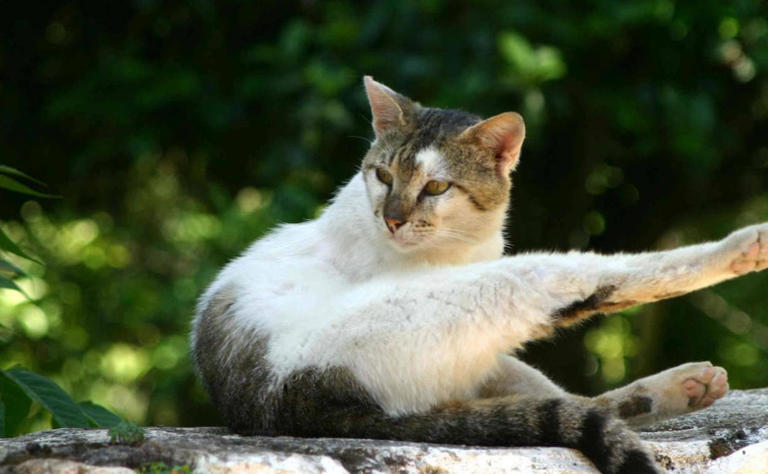 Por qué el gato mueve la cola: lenguaje, funciones y señales que sí ...