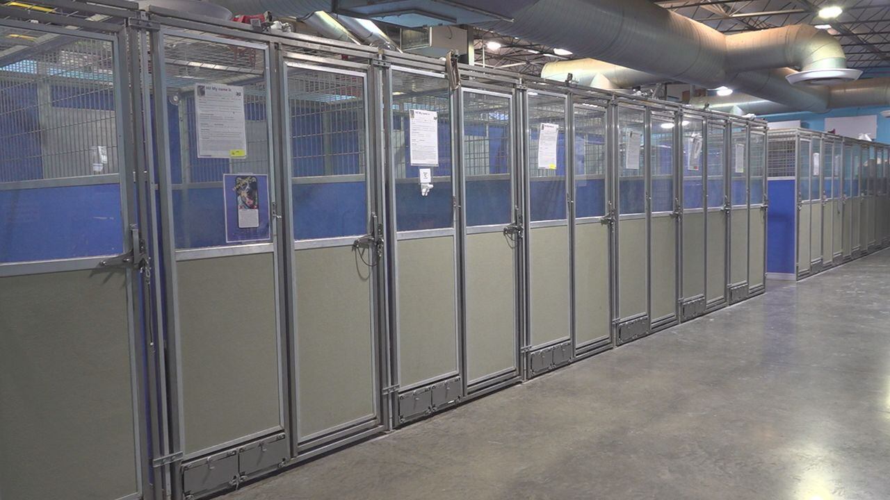 People try to avoid surrender fees at the Humane Society of the Black Hills