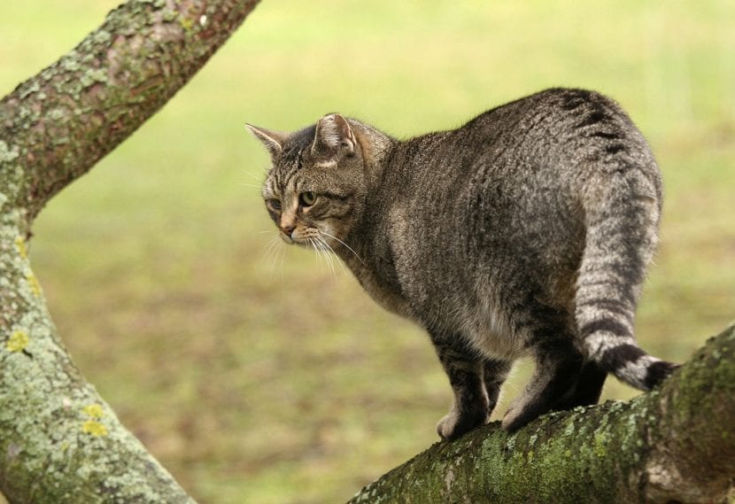 Por qué el gato mueve la cola: lenguaje, funciones y señales que sí ...