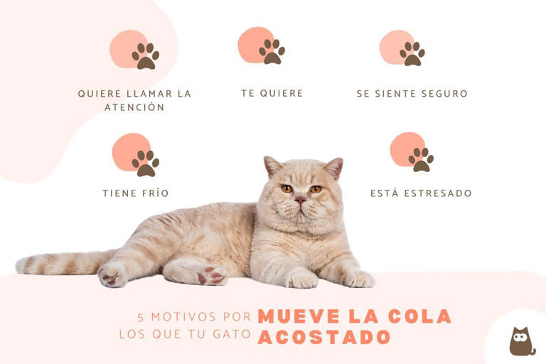 Por qué el gato mueve la cola: lenguaje, funciones y señales que sí ...