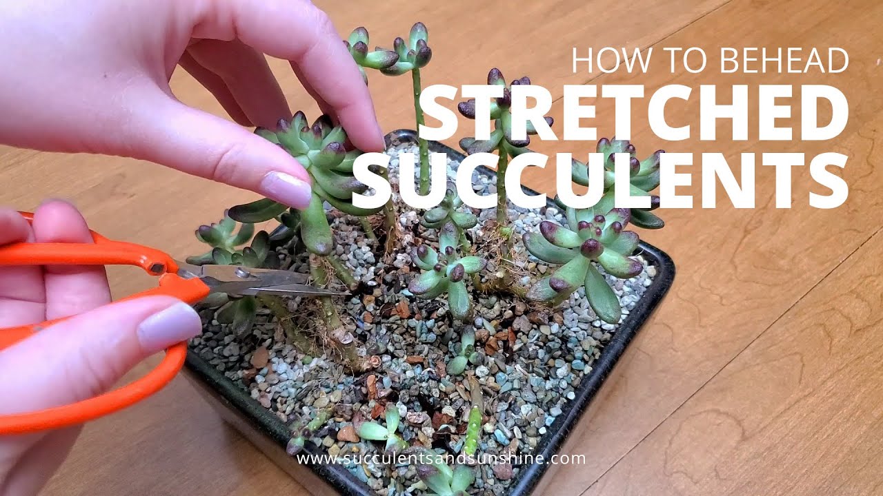 Succulent Rescue: Beheading Stretched Plants and Growth Progress