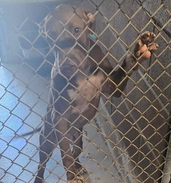 Dogfighting ring busted in Chatham County; more than a dozen dogs rescued