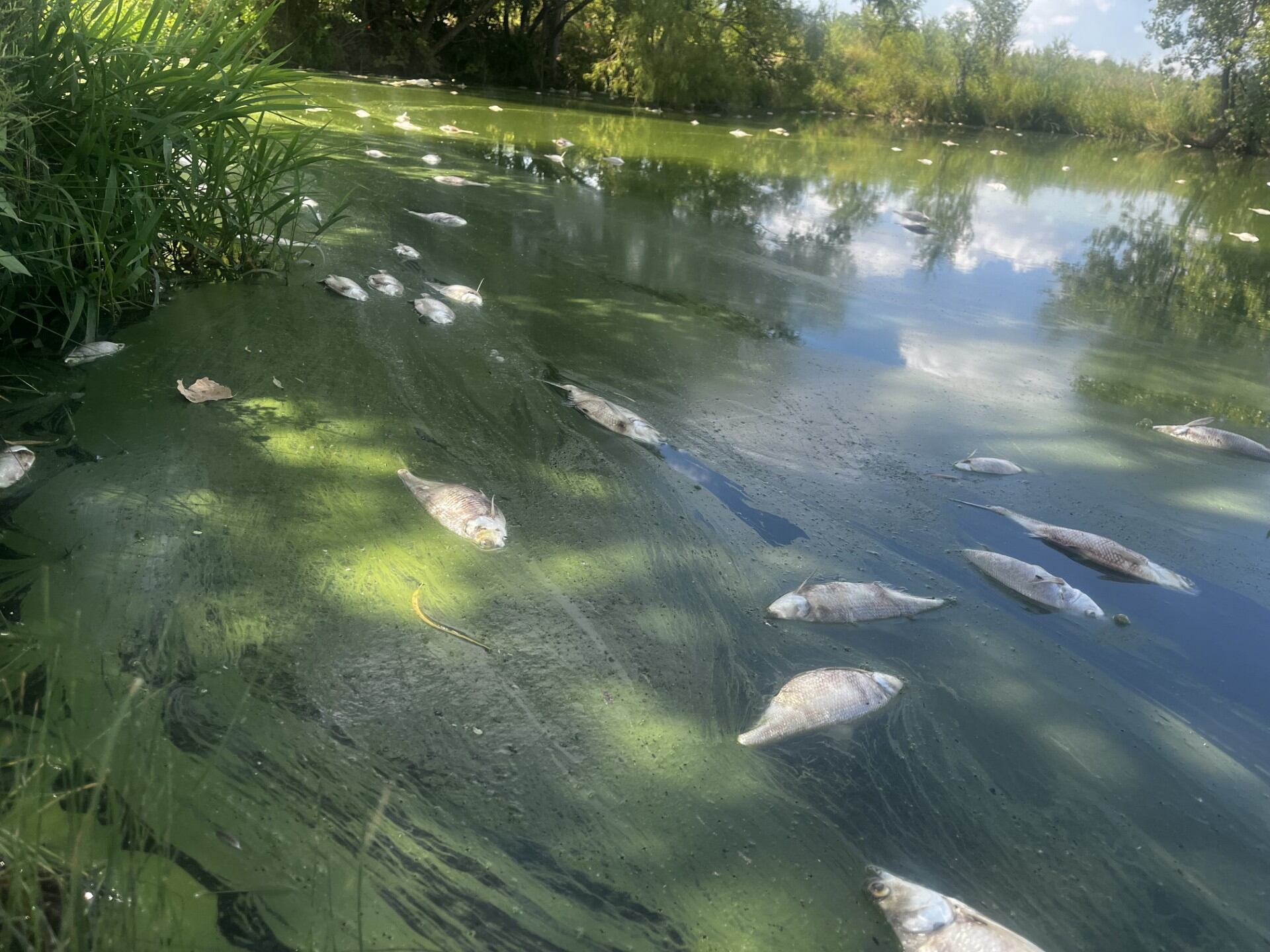 Fish kill in Chisholm Creek Park creates stench and concern for visitors