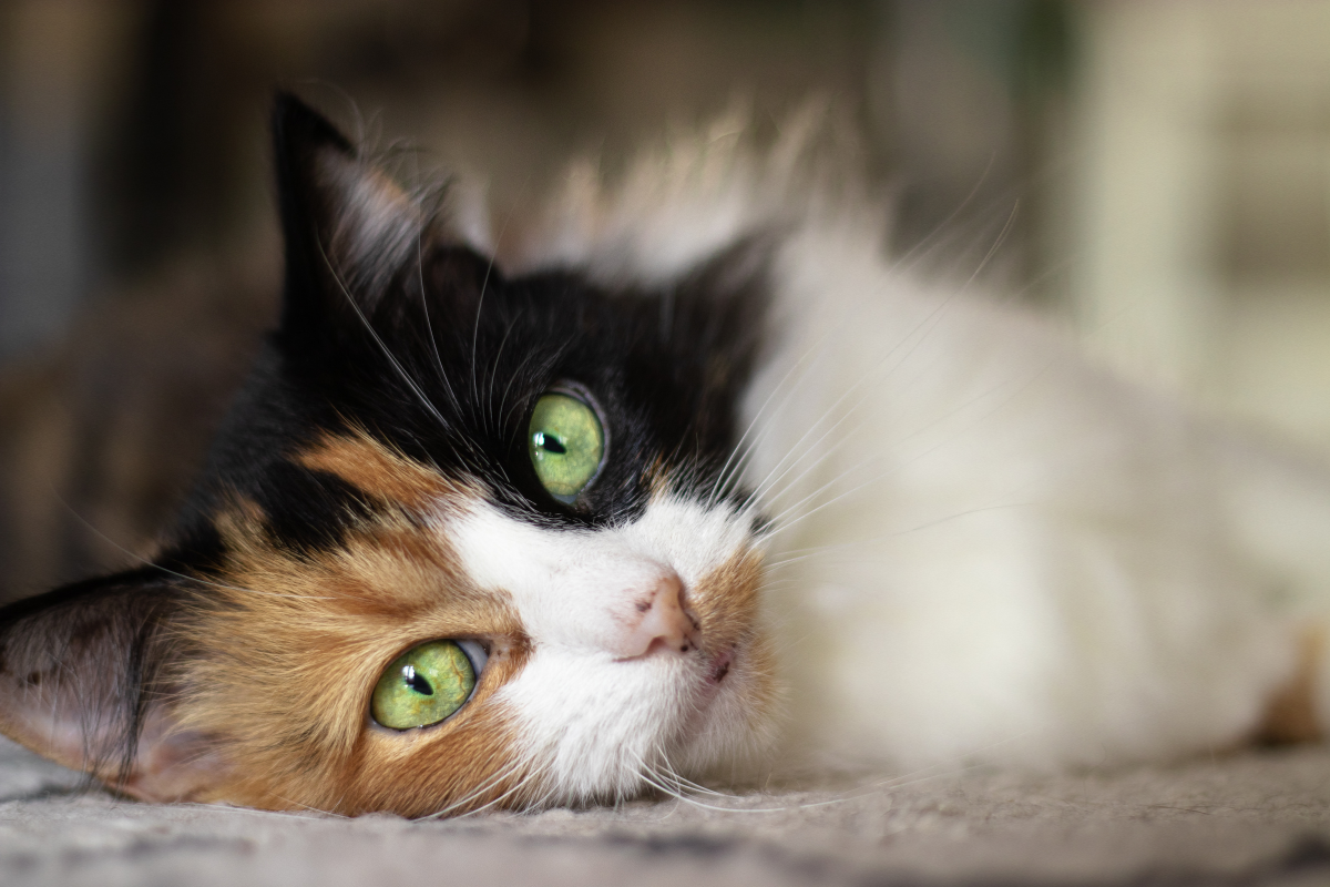 Calico Cat’s End-of-Day Reunions Prove She’s the Ultimate Lovebug