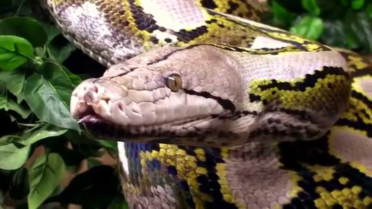 20-foot reticulated python close up!
