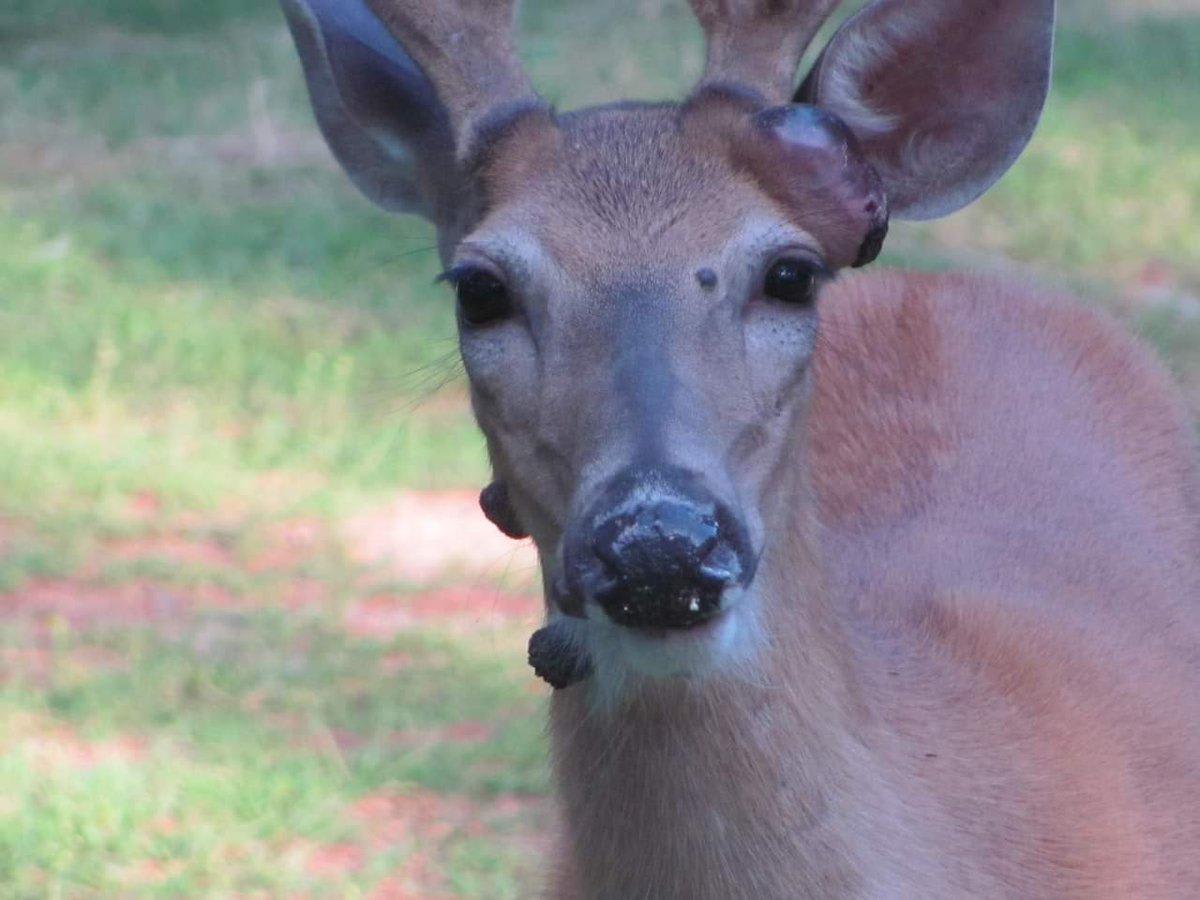 Mutant Deer Spotted After 'Demon Squirrels' And 'Rabbits With Tentacles ...