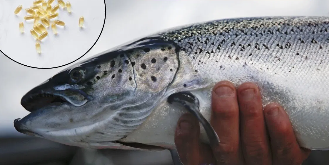 Fish Oil Benefits and Production: How It’s Made and 5 Powerful Health ...