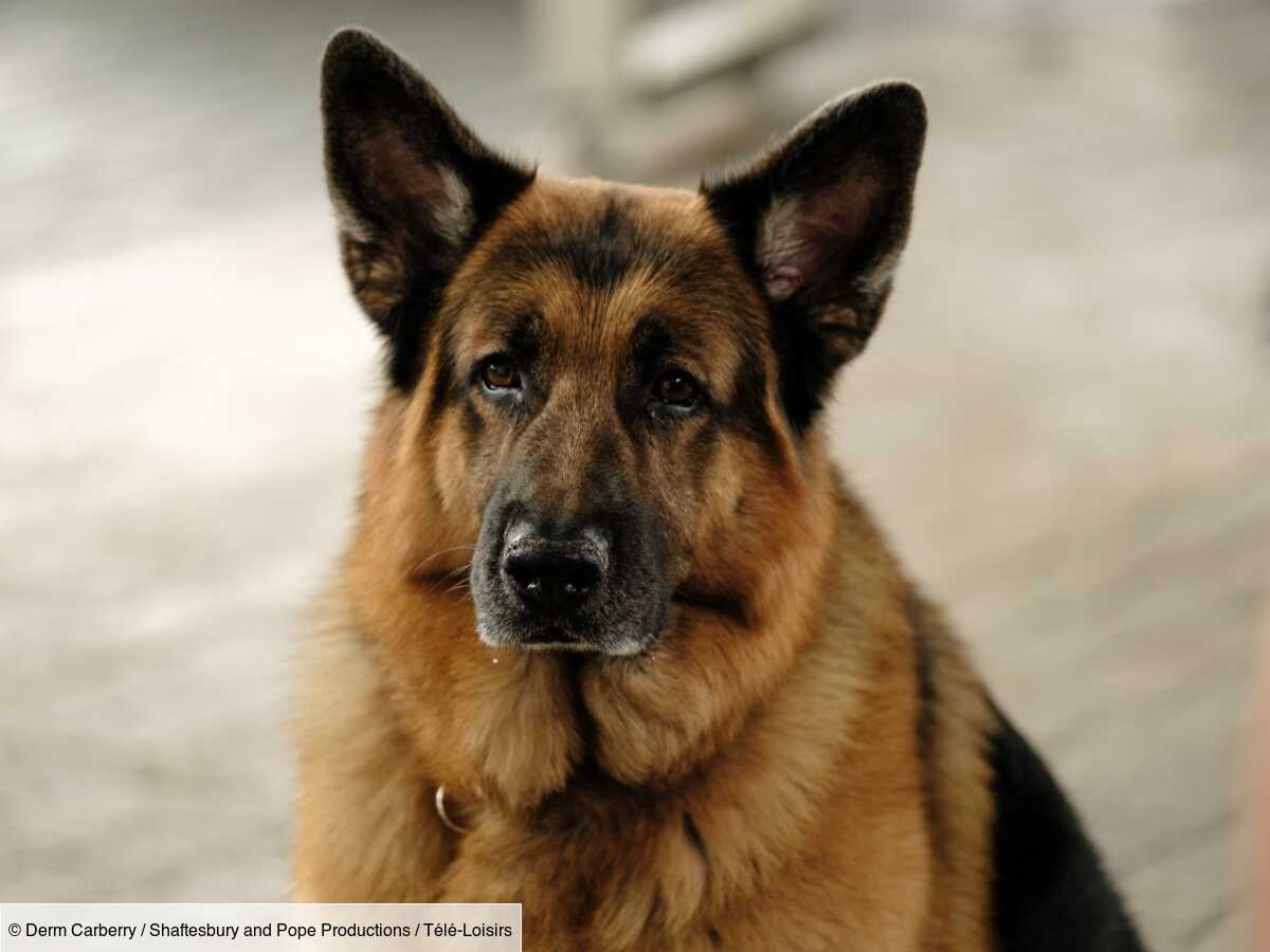 Rex : Le chien de la série ne s’appelle pas vraiment Rex… Découvrez son ...