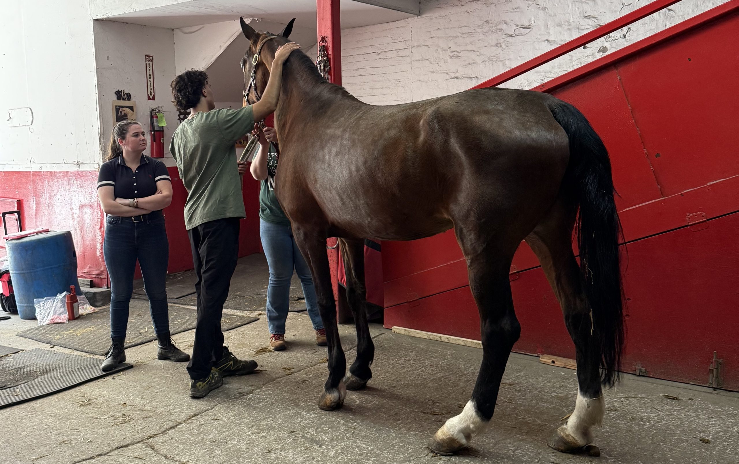 TWU Says Necropsy Shows Carriage Horse Died From Sudden Aortic Rupture ...