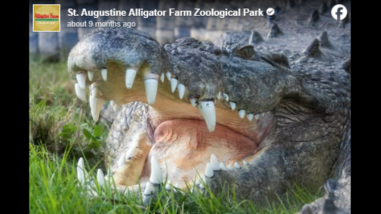 Lightning strike rattles alligator farm in Florida. The gators weren't ...