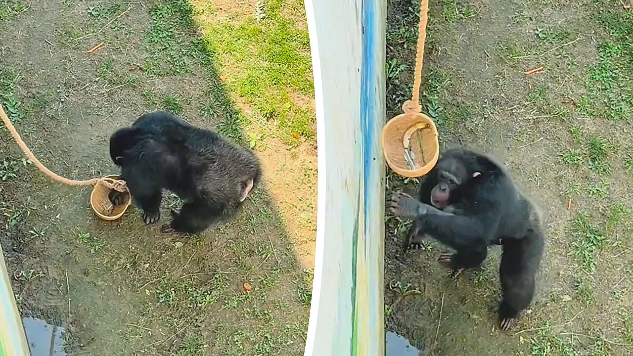 Clever chimp returns dropped glasses to visitor in adorable exchange