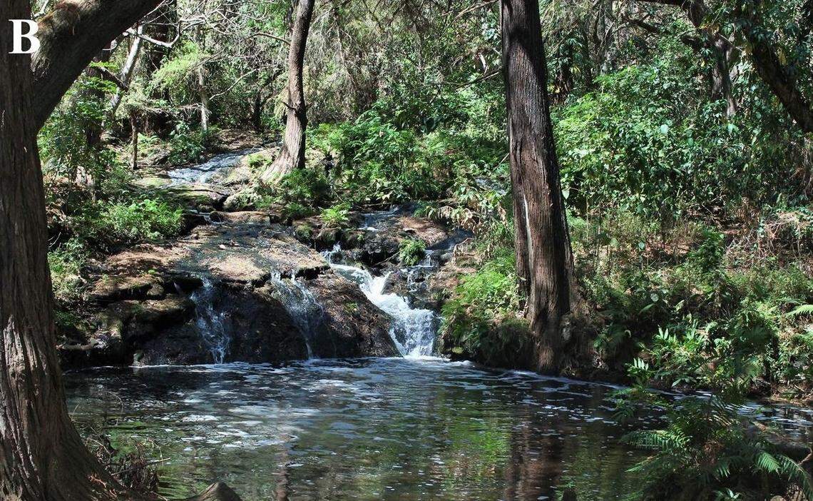 ‘Slender' creature with ‘large' head found in Mexico river. It's a new ...