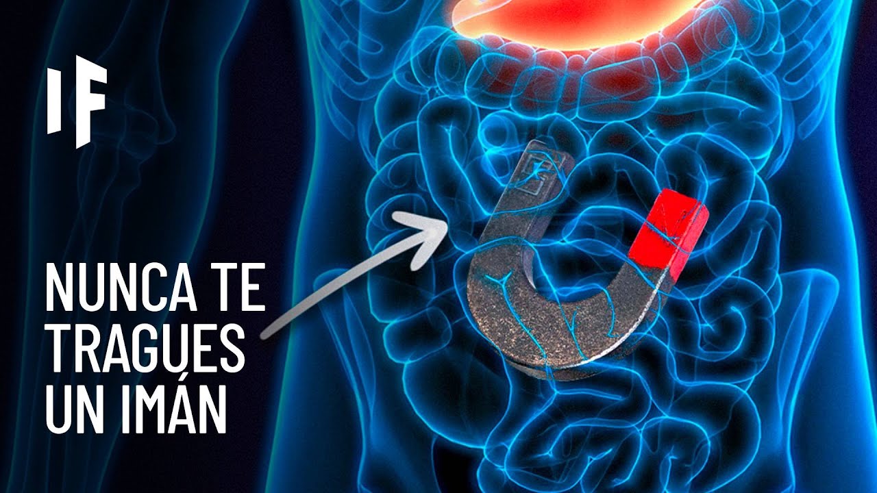 ¿Qué Pasaría Si Te Tragaras El Imán Más Poderoso Del Mundo?