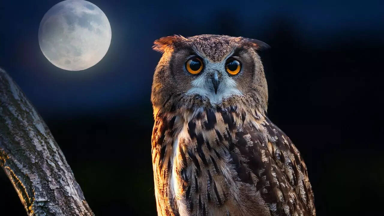 Why owls sleep during the day and hunt at night: The science of ...