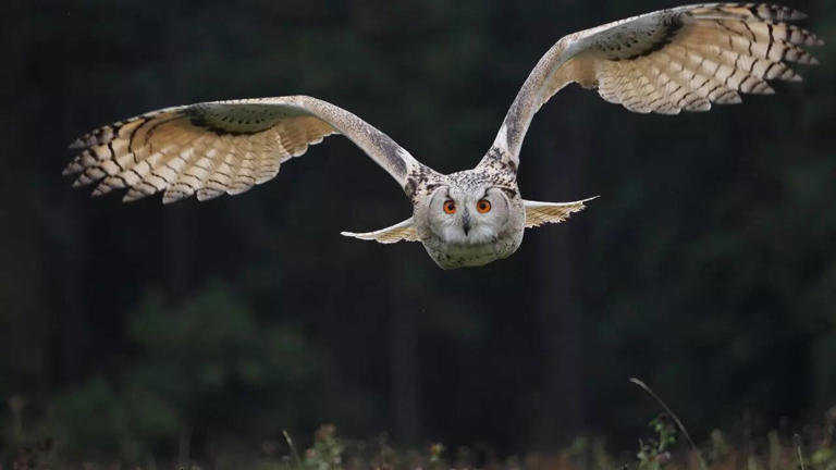 Why owls sleep during the day and hunt at night: The science of ...