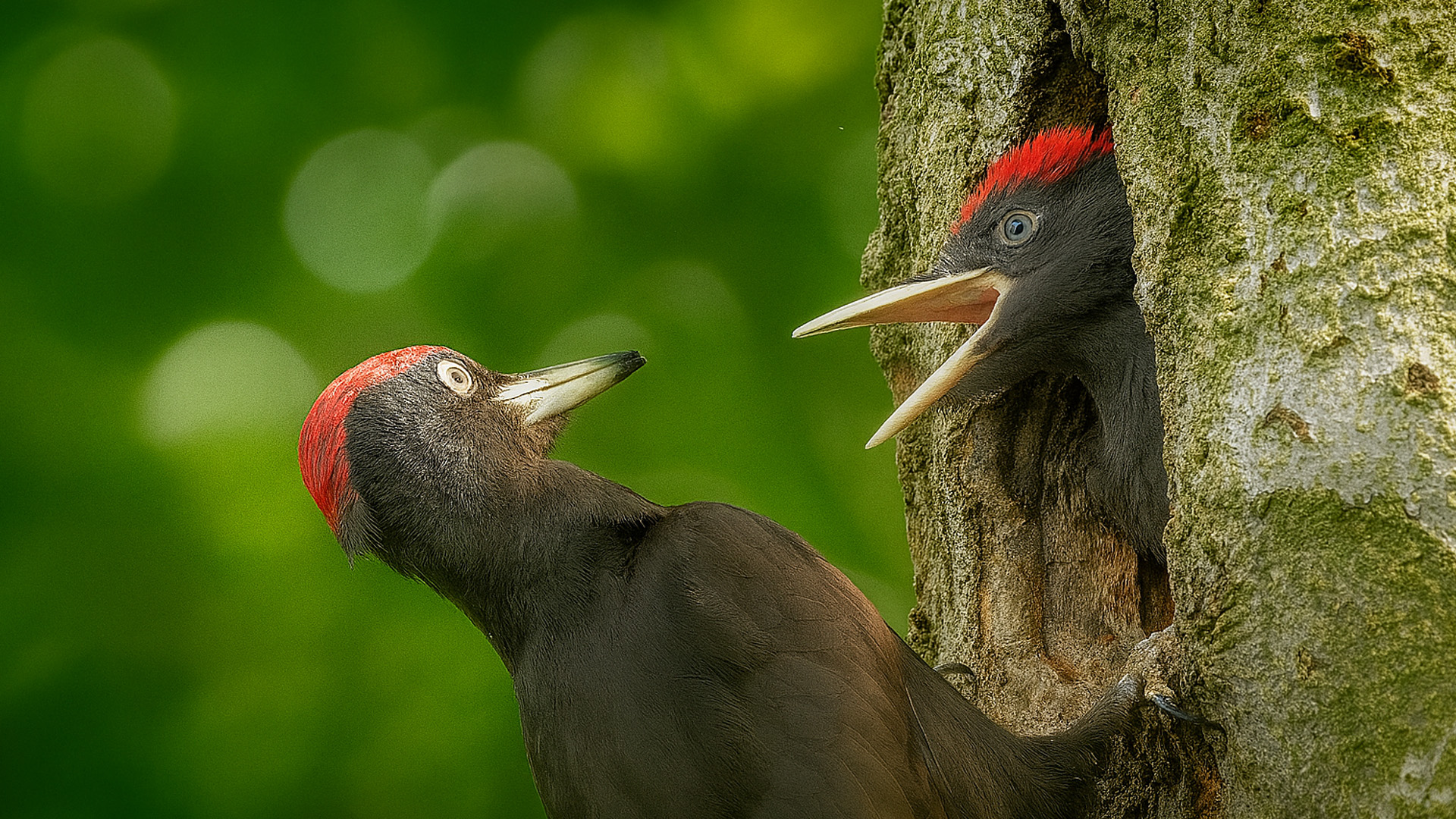 C’est l’heure du dîner ! Un pic noir nourrit ses petits dans la cavité ...