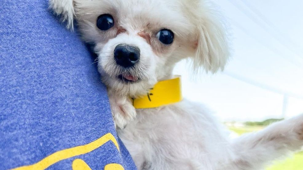 Maltese dogs rescued from Stroud puppy mill operation are up for adoption