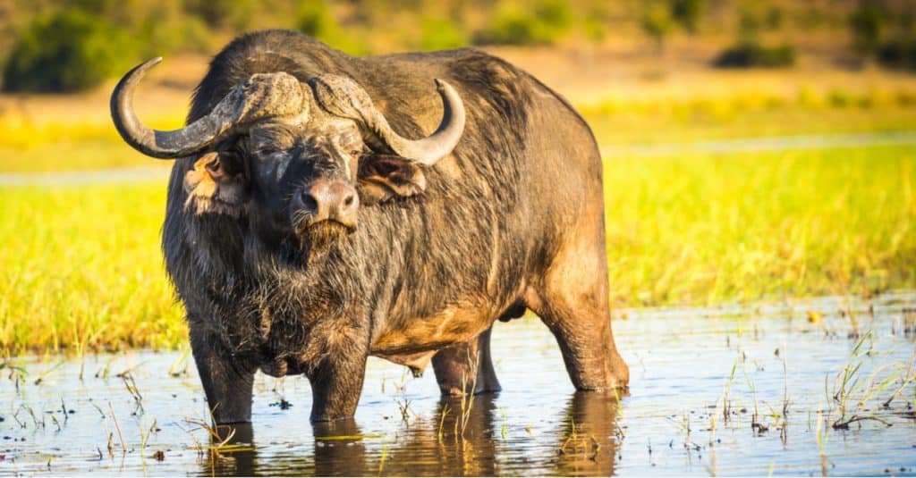 5 Animals That Could Take Down a Lion