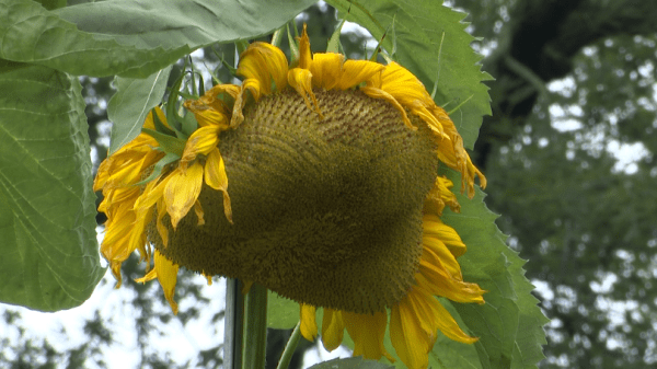 Documentary crew captures the moment Indiana sunflower surpasses world ...