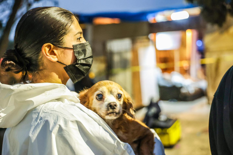 After 300 abused dogs found at fake rescue in Ensenada, San Diego ...