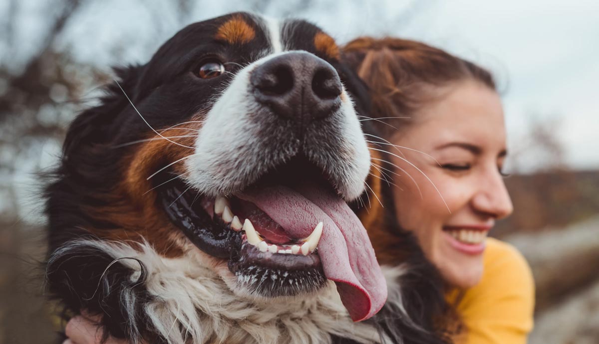 What to Know About the Saint Bernard Dog