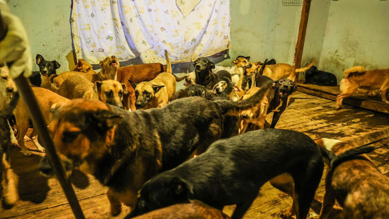After 300 abused dogs found at fake rescue in Ensenada, San Diego ...