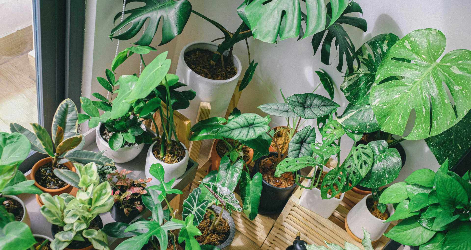 Modern Plants for Lazy Millennials and Gen Z Homes