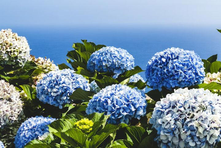 The Right Way To Water Hydrangeas (And What Most People Get Wrong)