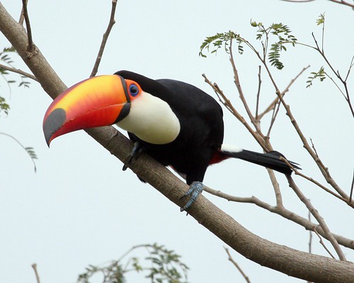10 of the Most Common Animals in the Amazon Rainforest