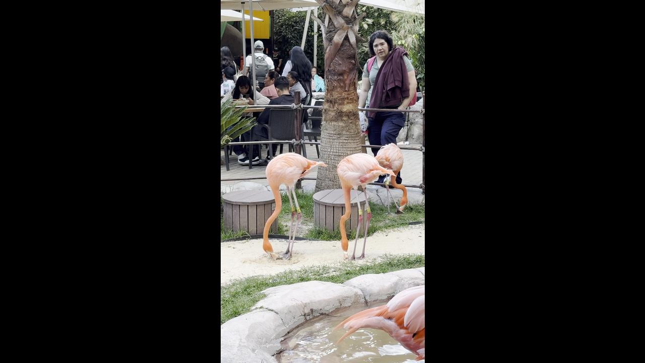 Flamingos Dancing With Fancy Footwork