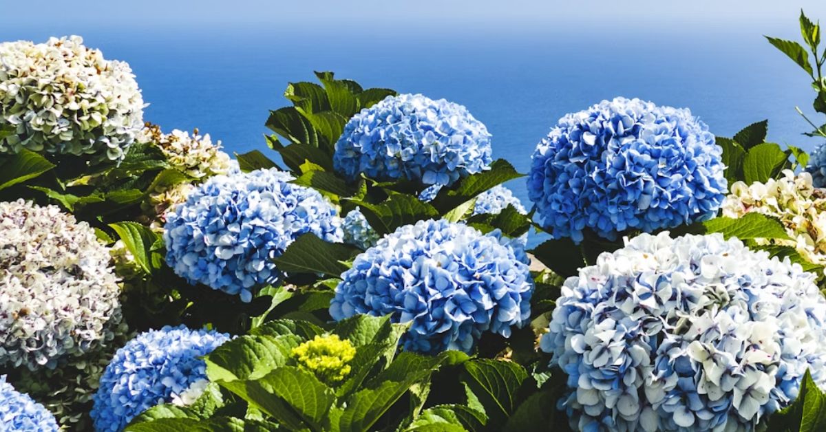 The Right Way To Water Hydrangeas (And What Most People Get Wrong)