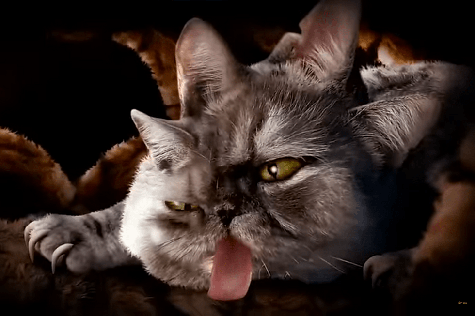 Lil Bub, Famous Internet Cat Who Appeared On Run The Jewels Album, Dead ...