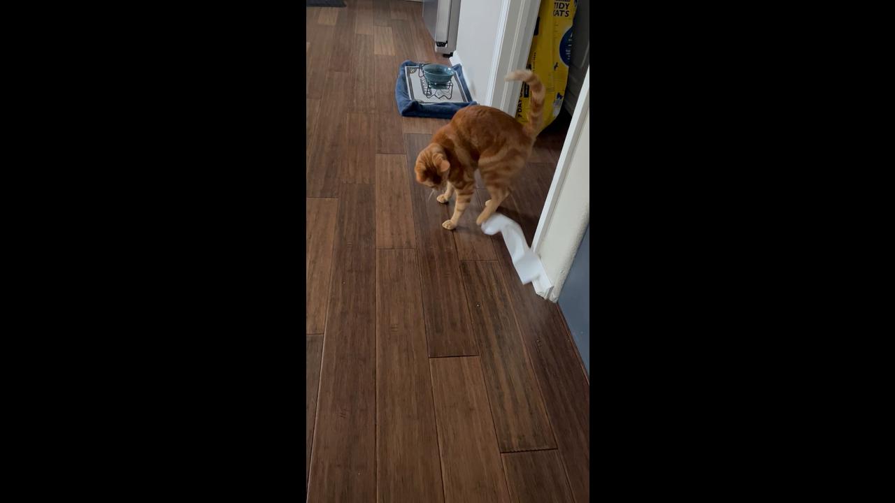 Orange Cat vs. Receipt