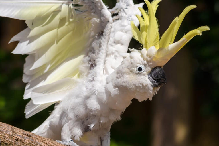 Cockatoo’s Wild Dance-off With Her Dad Makes Her the True Dancing Queen