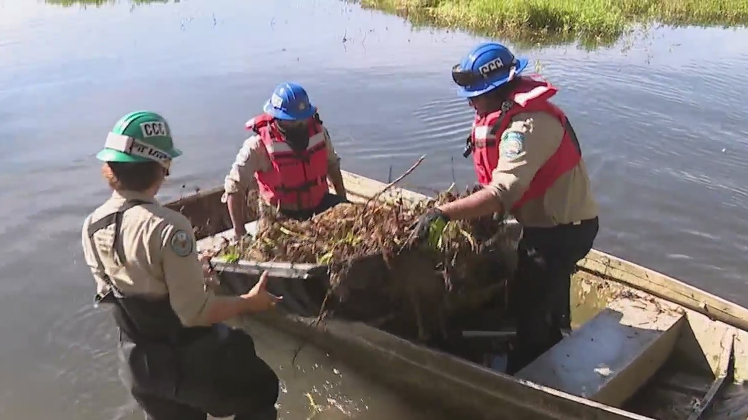 Volunteers remove invasive primrose in American River