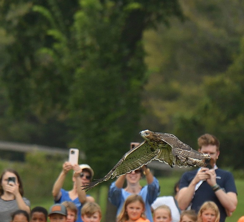 Red-tailed hawk released at Maymont after rescue, rehabilitation by ...