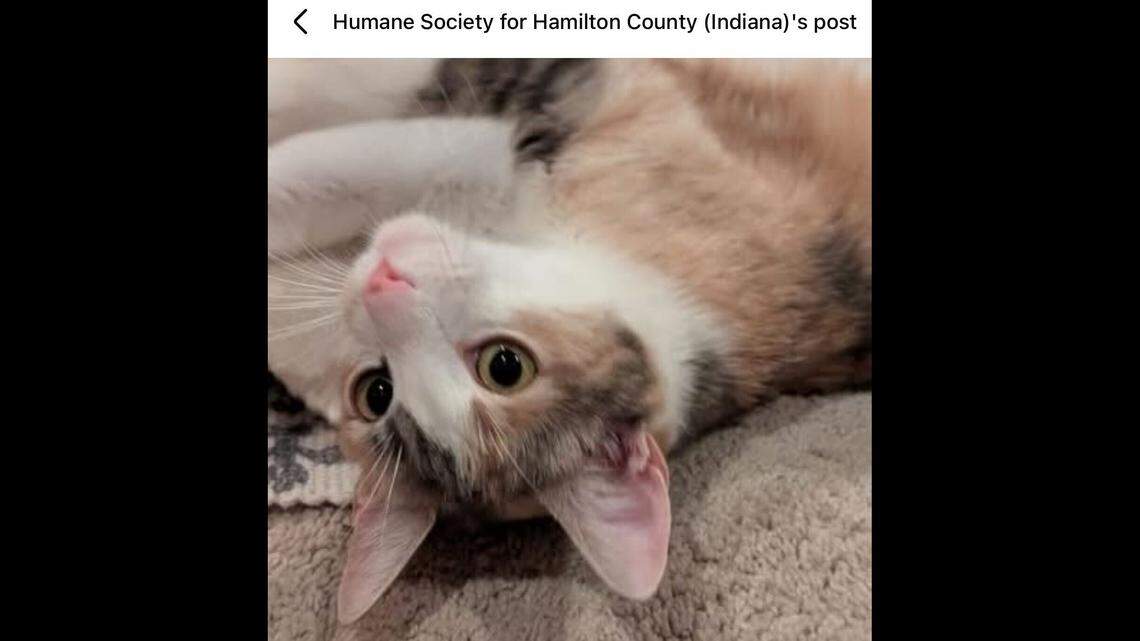 Petrified cat at Indiana shelter has finally ‘begun to bloom.' See her ...