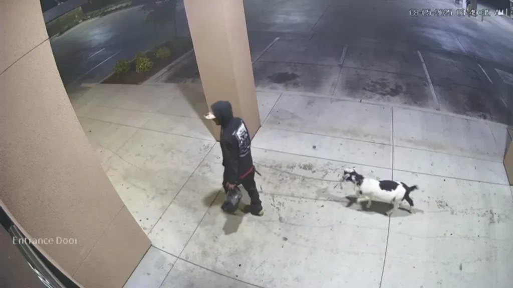 Authorities Baffled Why Criminal Mastermind Goat Stole Only Soda