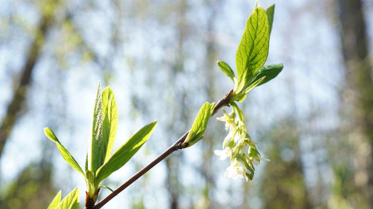 Attract Hummingbirds, Butterflies, Songbirds & Bees With One Plant That ...