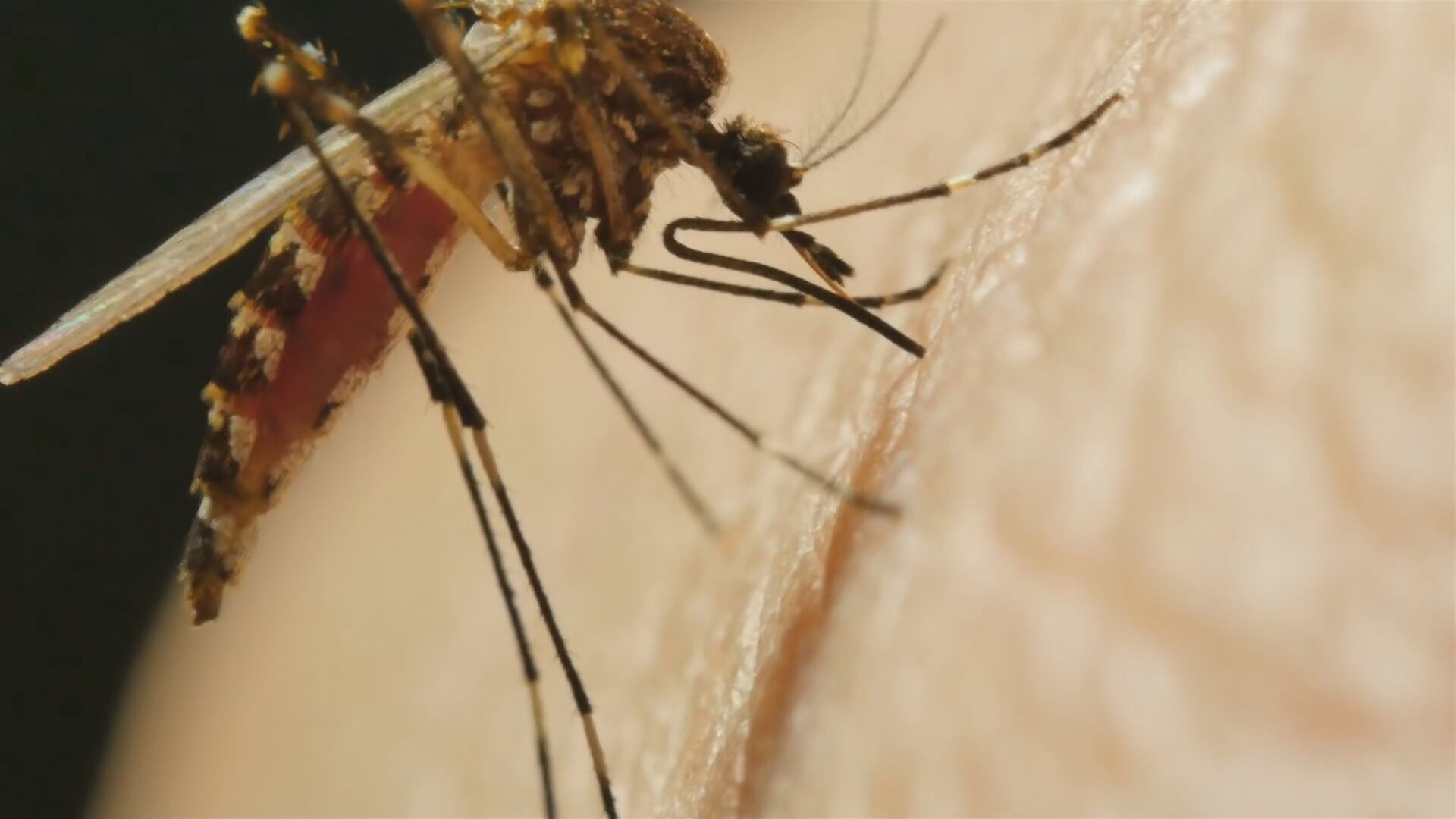First West Nile virus case confirmed in New Orleans