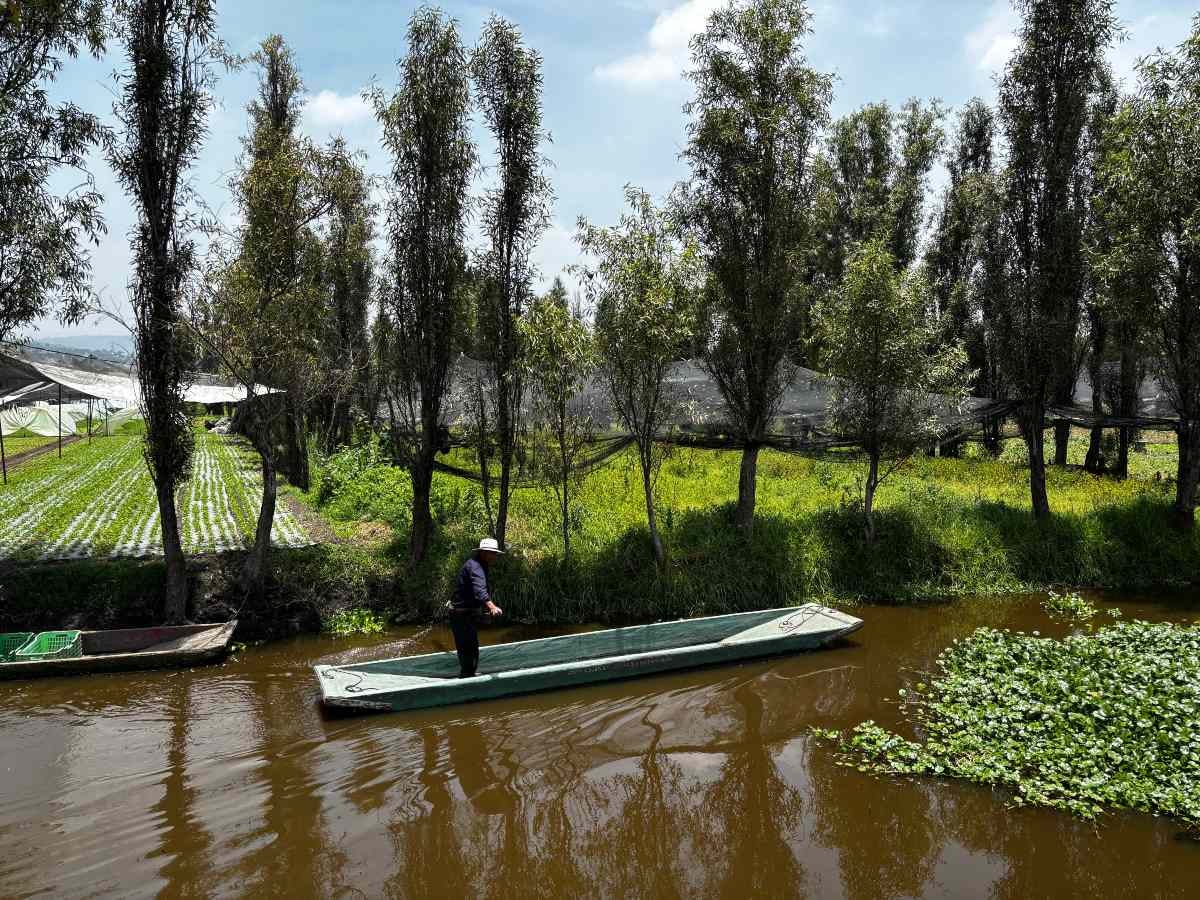 Las Chinampas, base de la seguridad alimentaria en el Valle de México