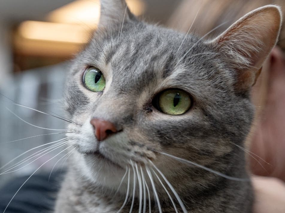 Meet Aiden: Lower Bucks County's Shelter Pet Of The Week