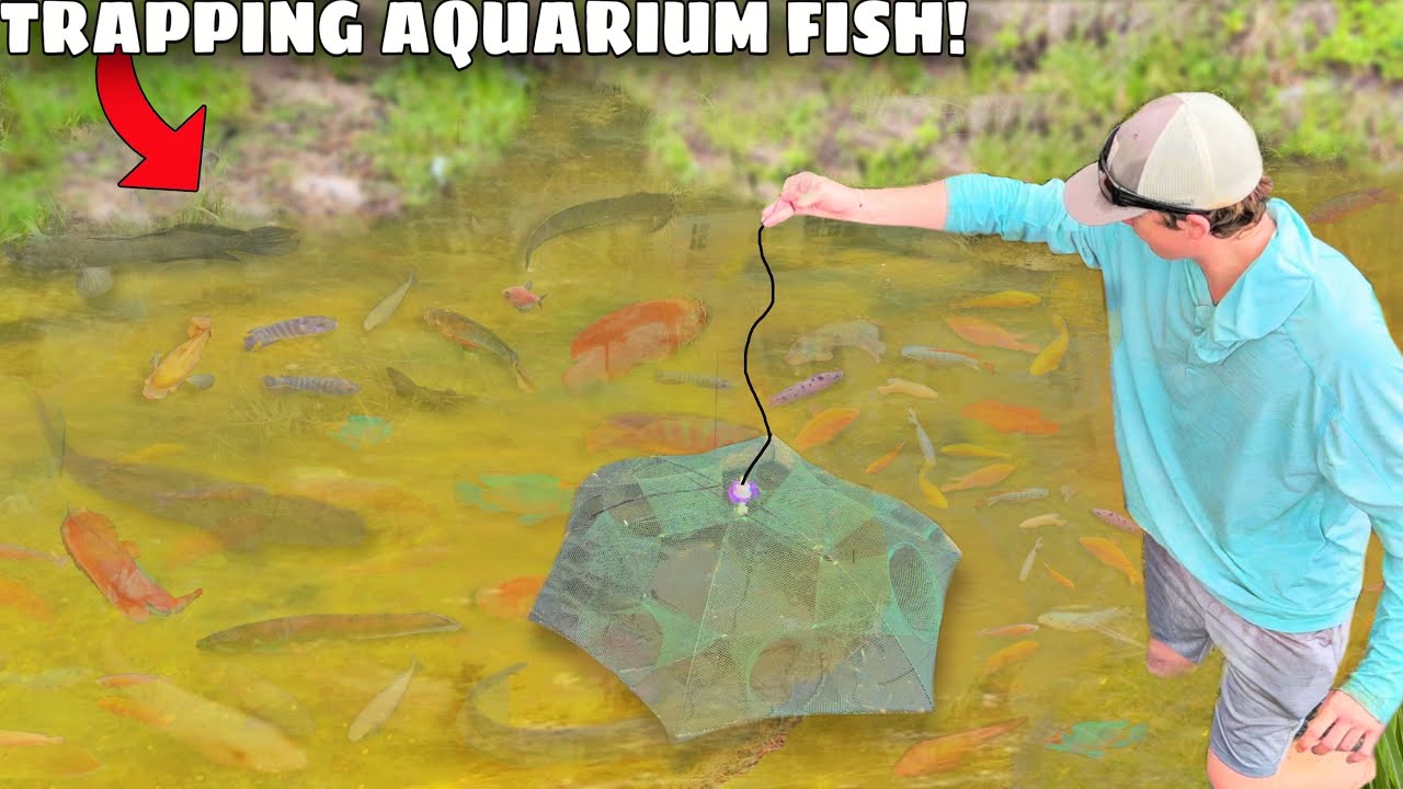 Trapping Wild Aquarium Fish for My Backyard Pond