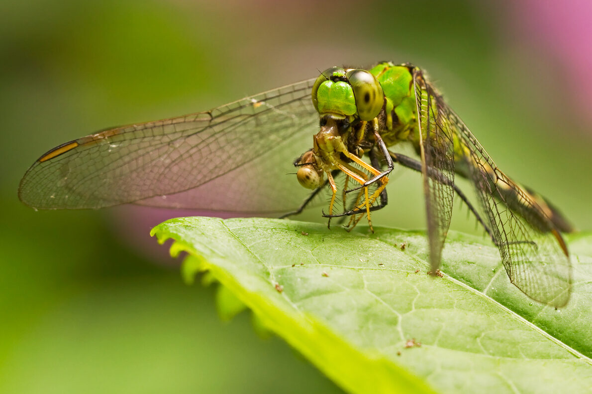 10 Reasons Dragonflies Are the Most Successful Hunters on Earth